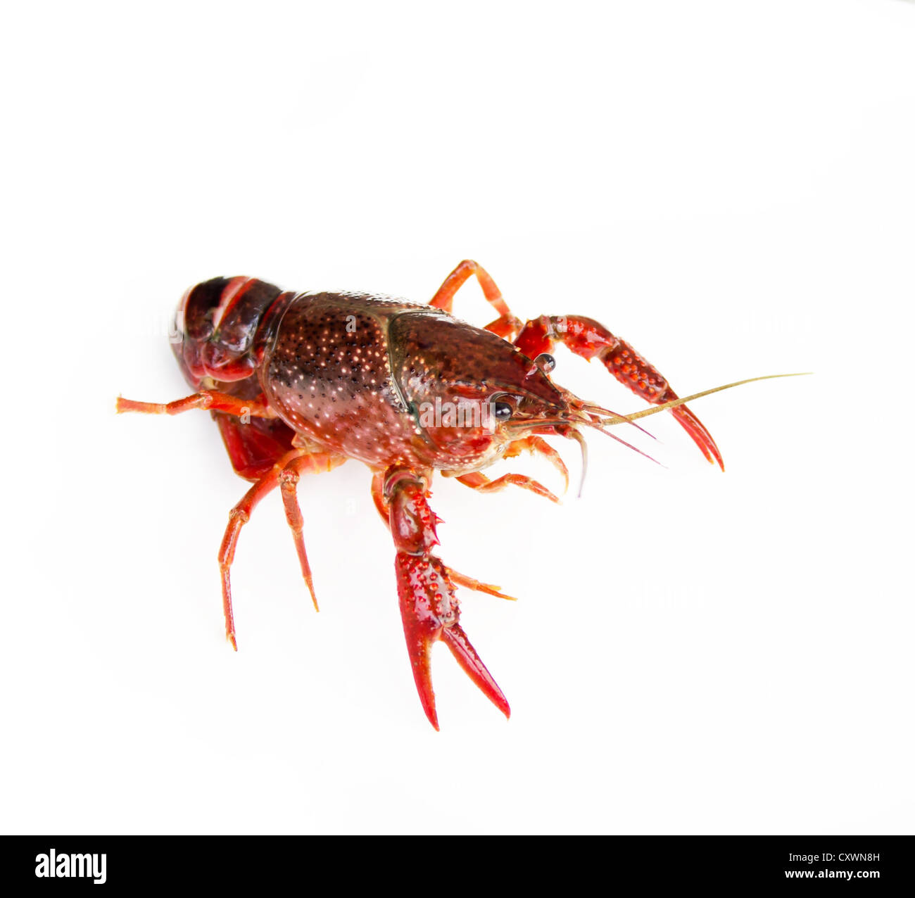 crawfish is isolated on a white background Stock Photo - Alamy