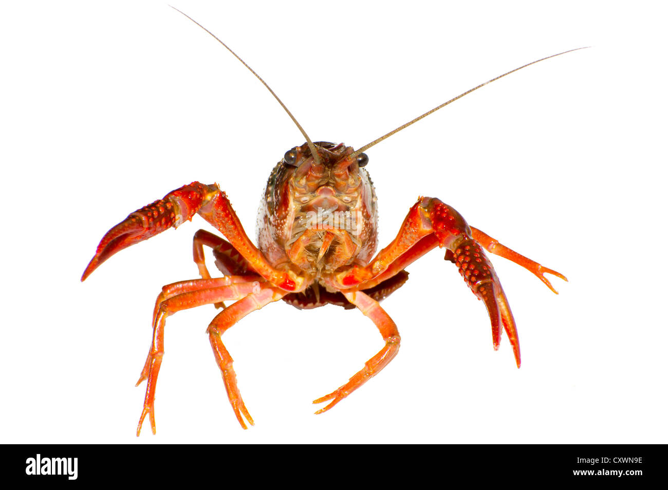 crawfish is isolated on a white background Stock Photo - Alamy