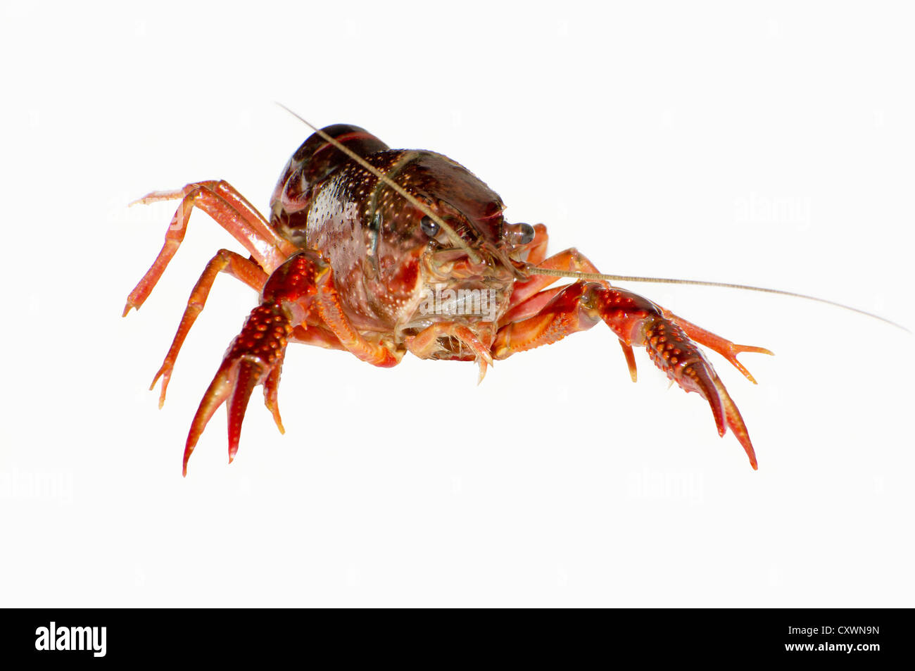 crawfish is isolated on a white background Stock Photo - Alamy