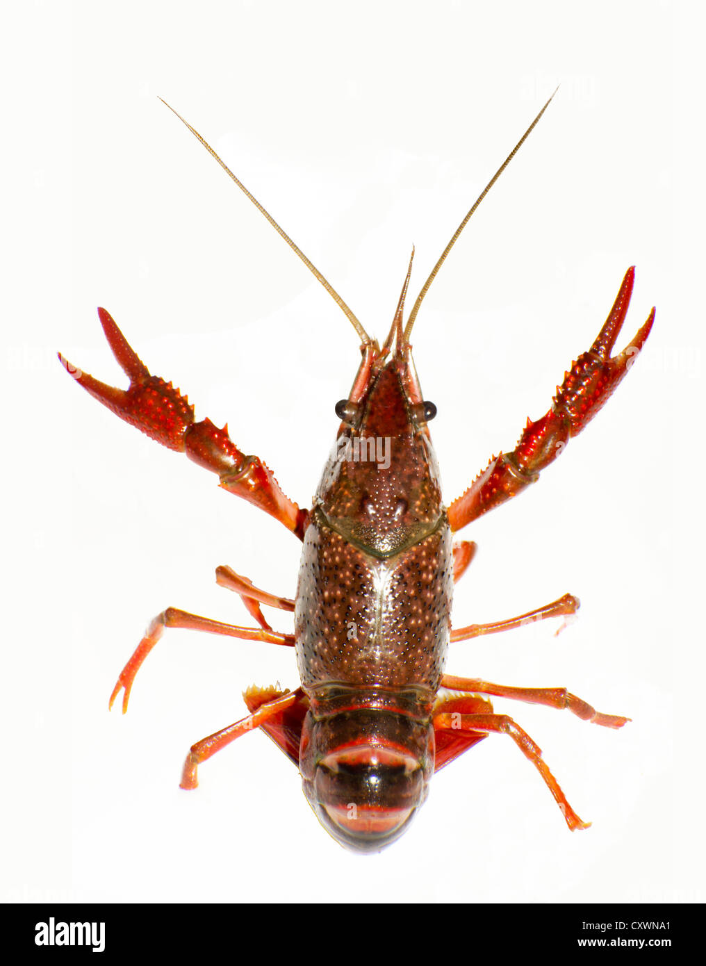 crawfish is isolated on a white background Stock Photo - Alamy