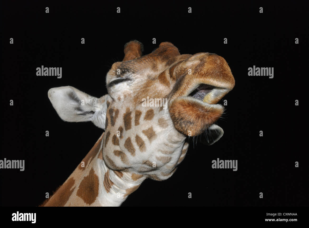 giraffe with black background Stock Photo - Alamy