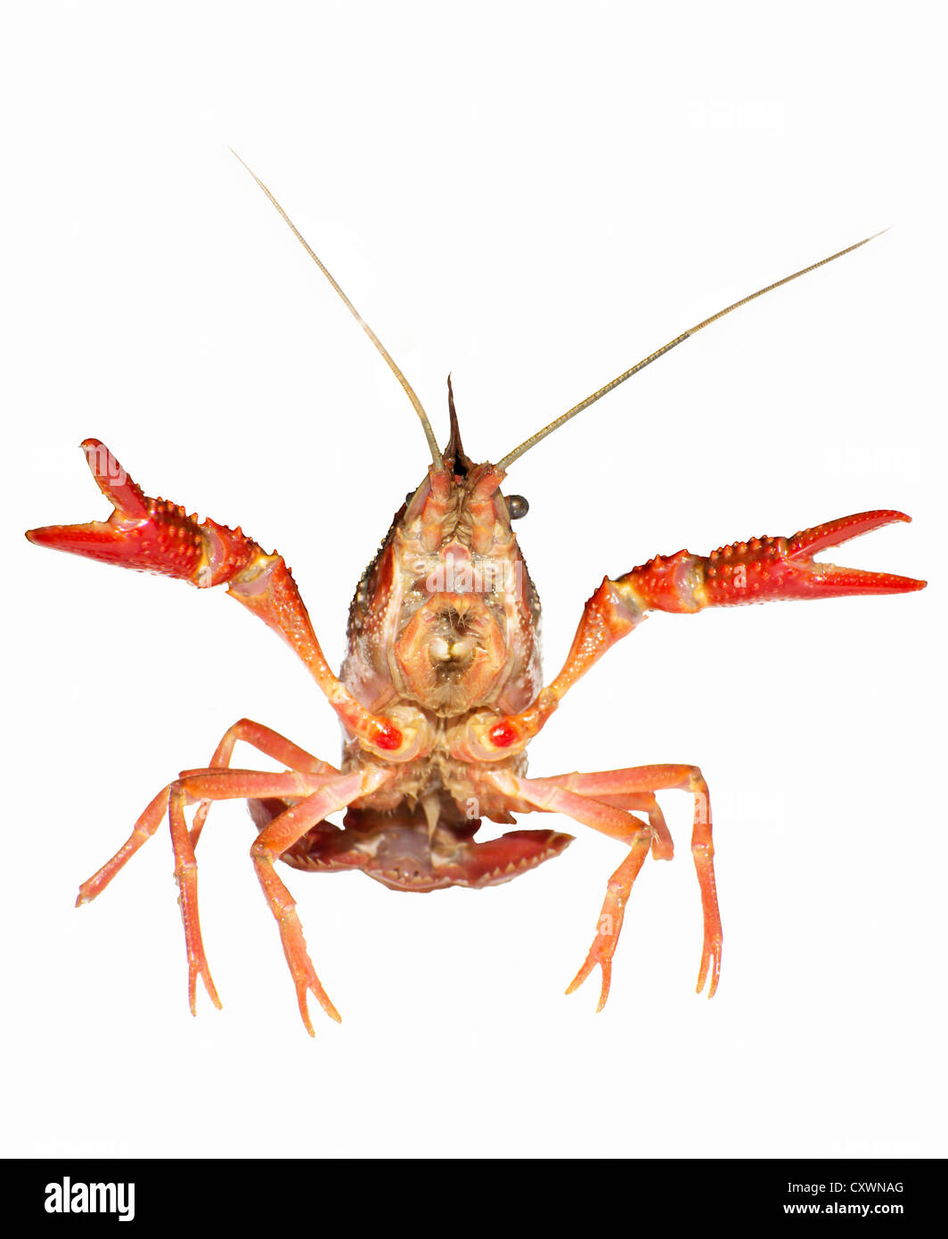 crawfish is isolated on a white background Stock Photo - Alamy