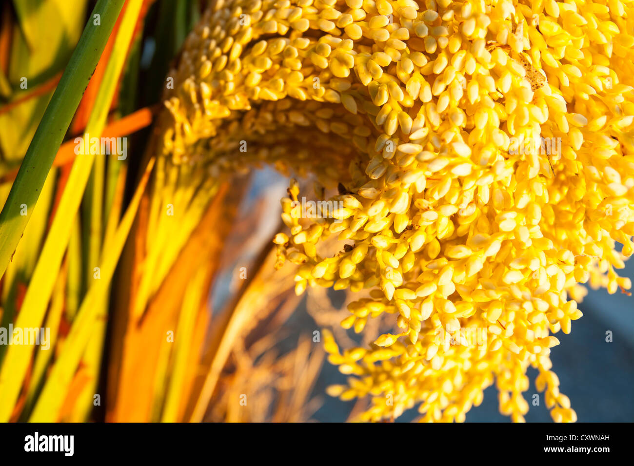 Fruit tree greece hi-res stock photography and images - Alamy