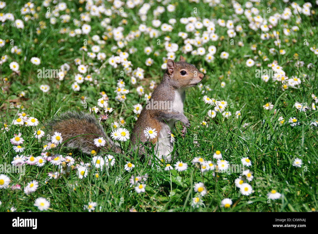 squirrel in a field of daisies in Genoa Stock Photo - Alamy
