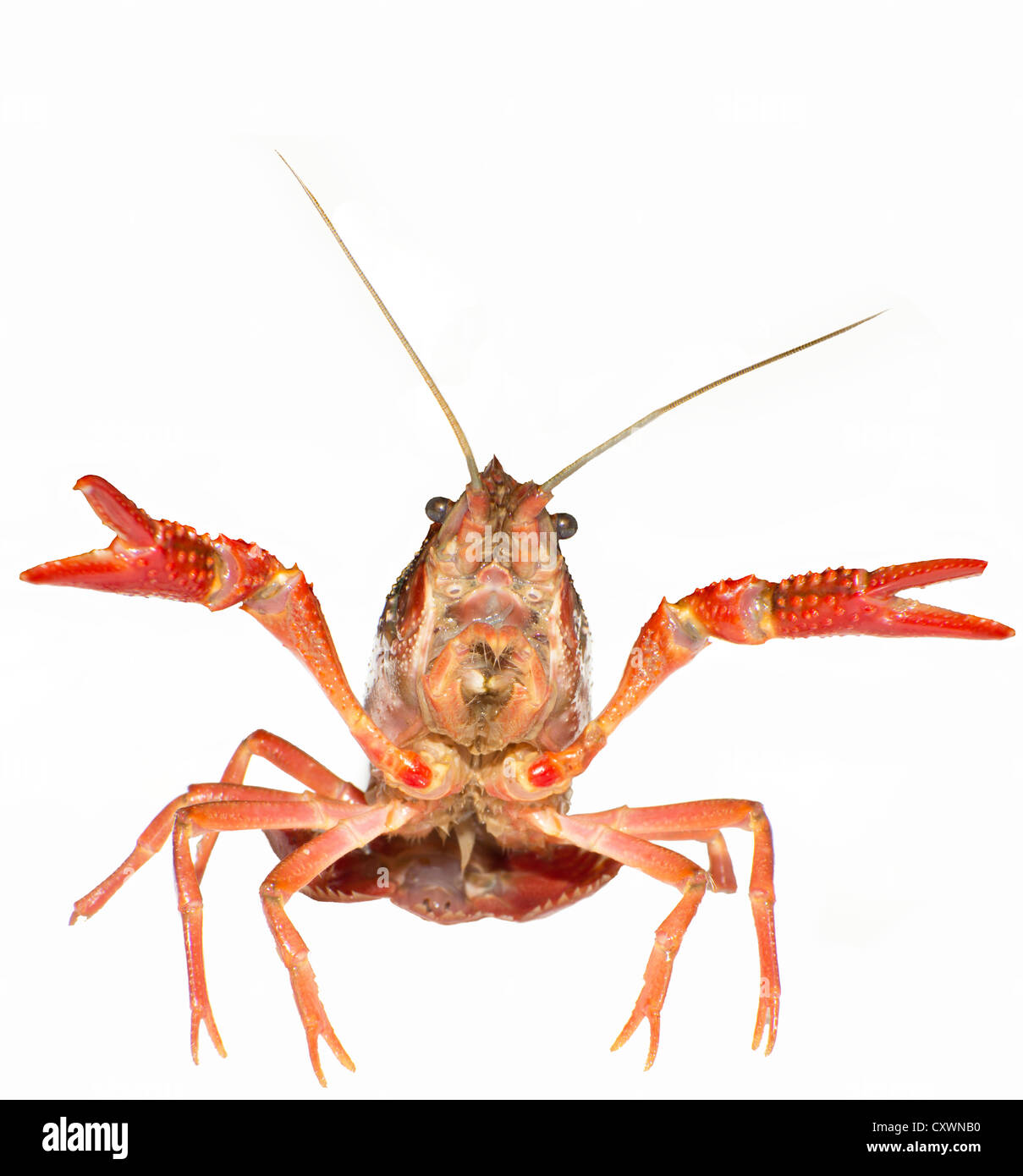 crawfish is isolated on a white background Stock Photo - Alamy