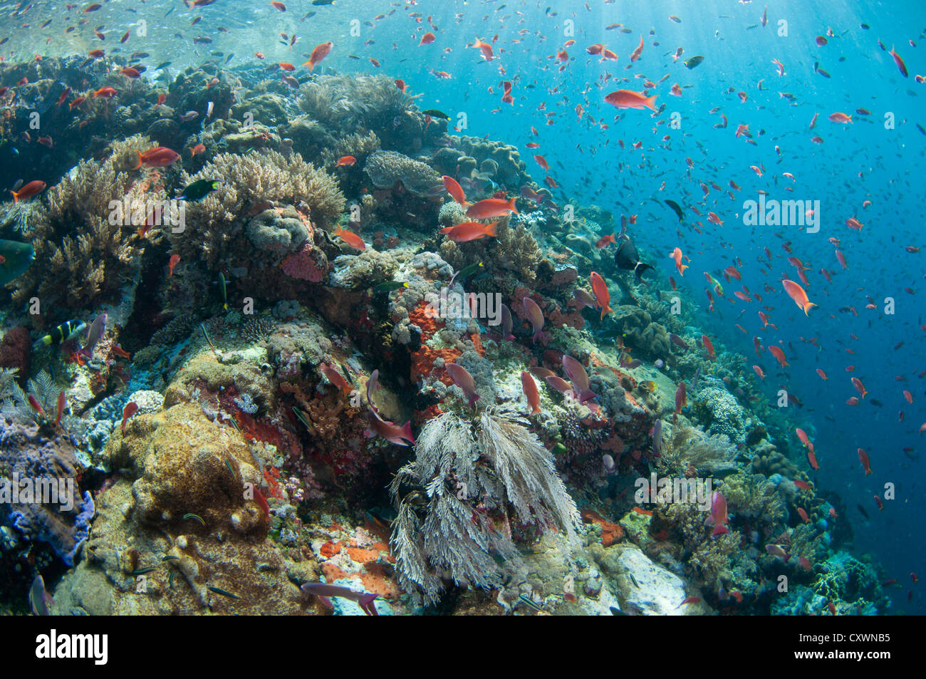 Several species of small schooling fish such as damselfish and anthias ...