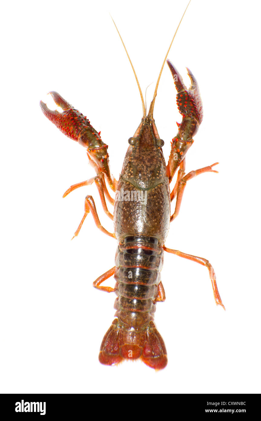 crawfish is isolated on a white background Stock Photo - Alamy