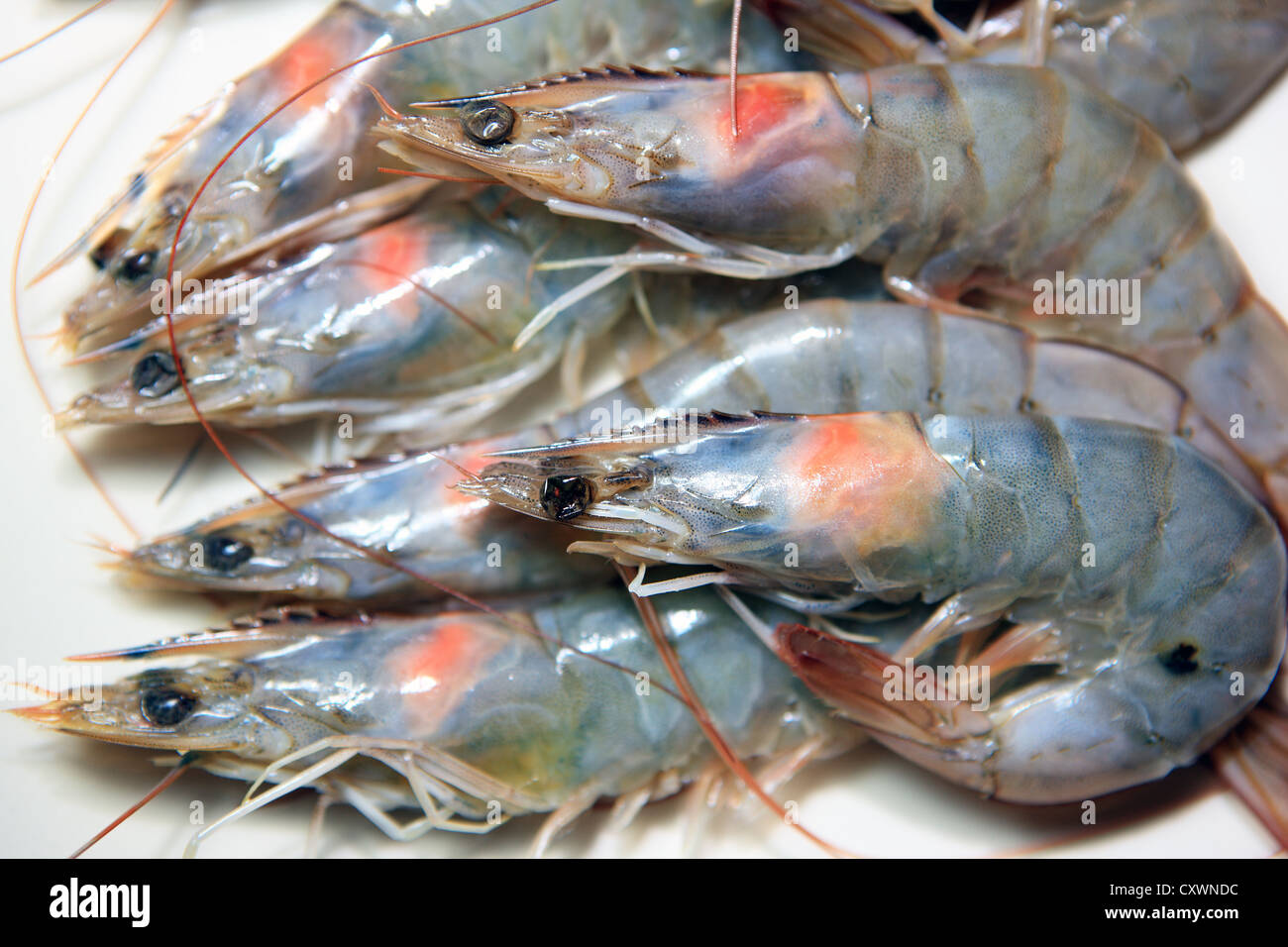 Large Scottish prawns Stock Photo - Alamy