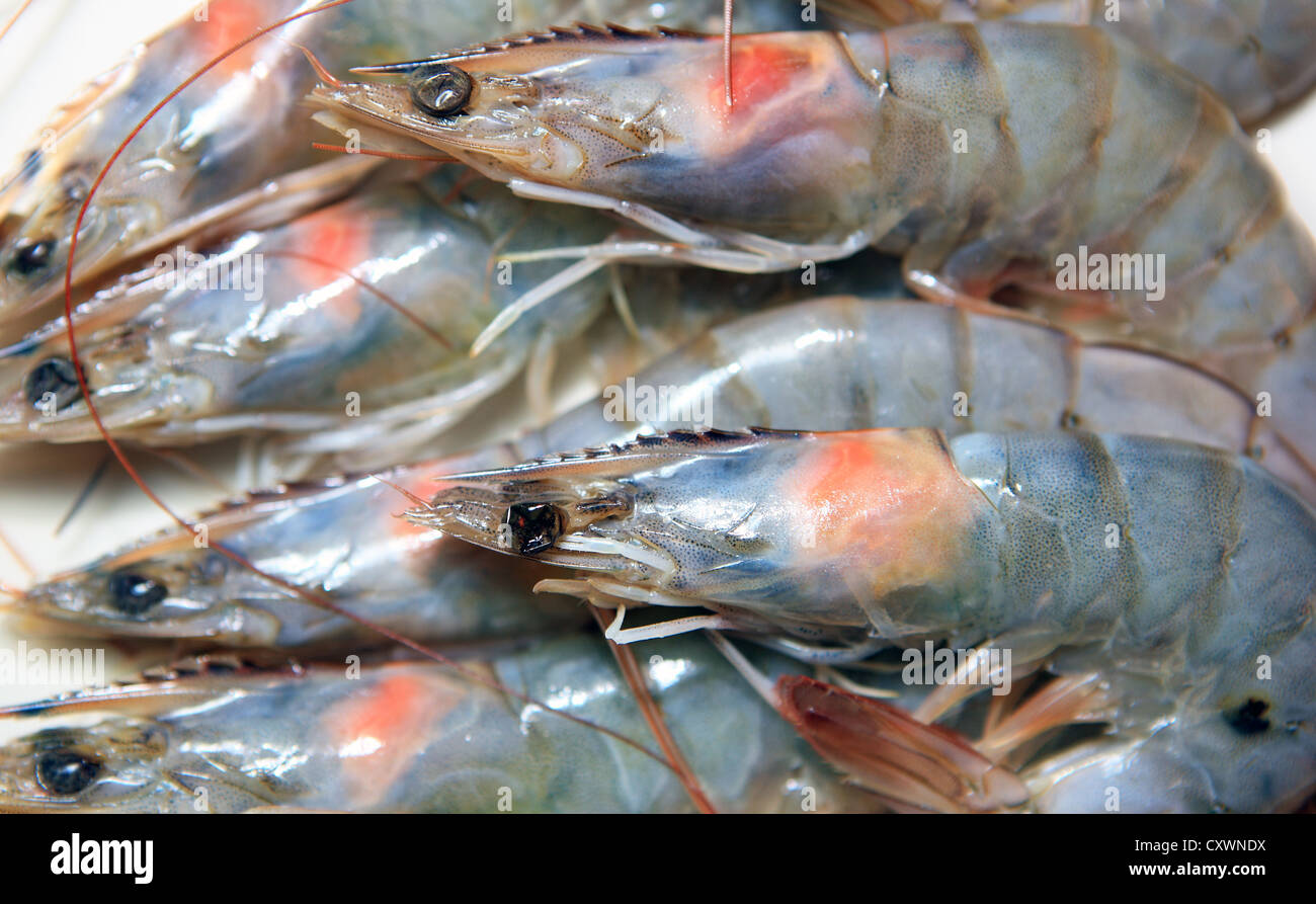 Large Scottish prawns Stock Photo - Alamy