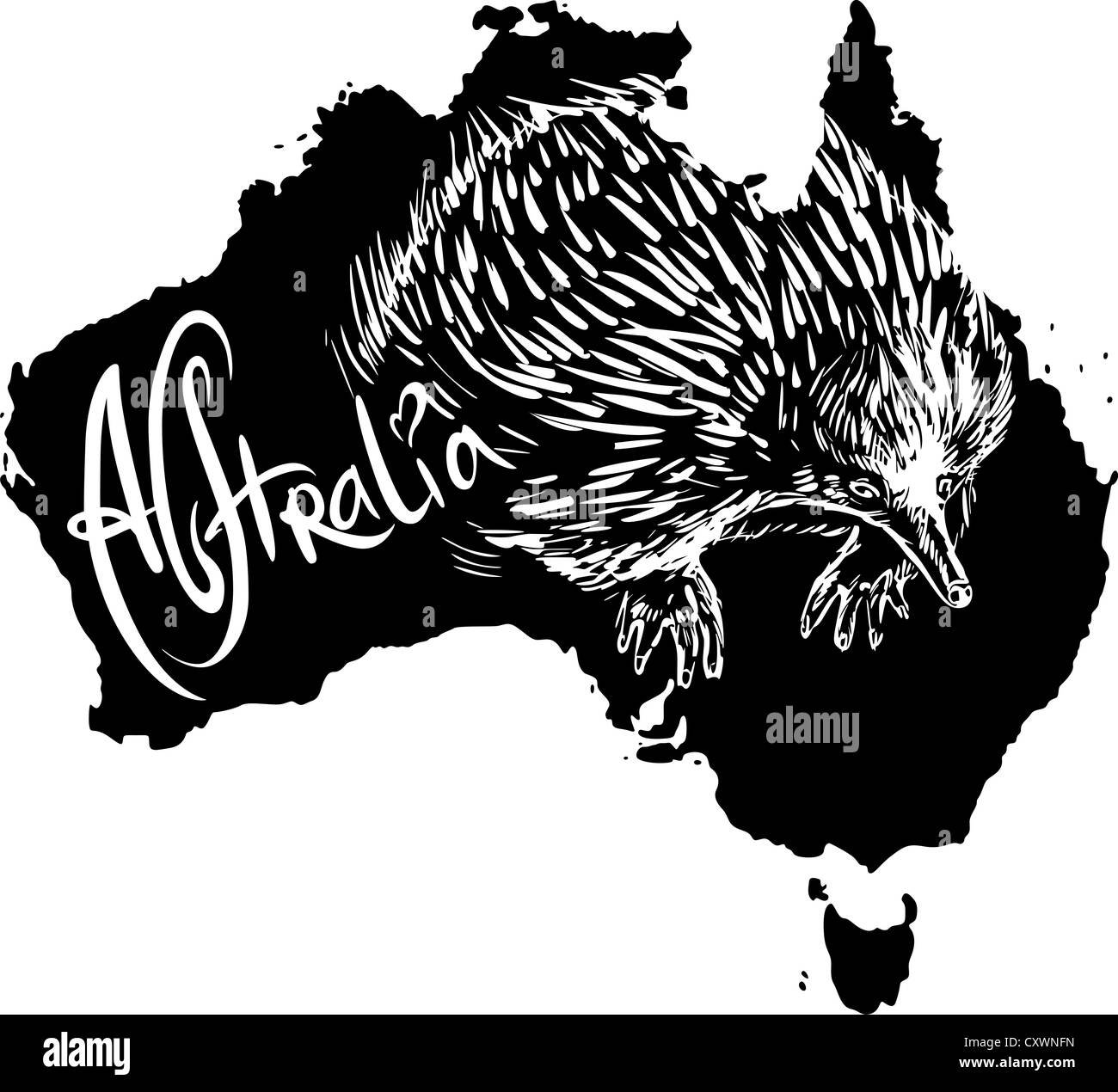 Echidna Black and White Stock Photos & Images - Alamy