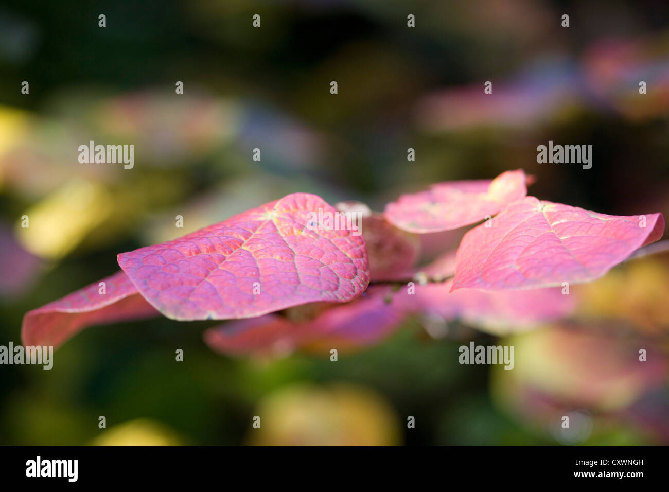 Disanthus cercidifolius Leaves in the Autumn heart-shaped leaves Stock ...