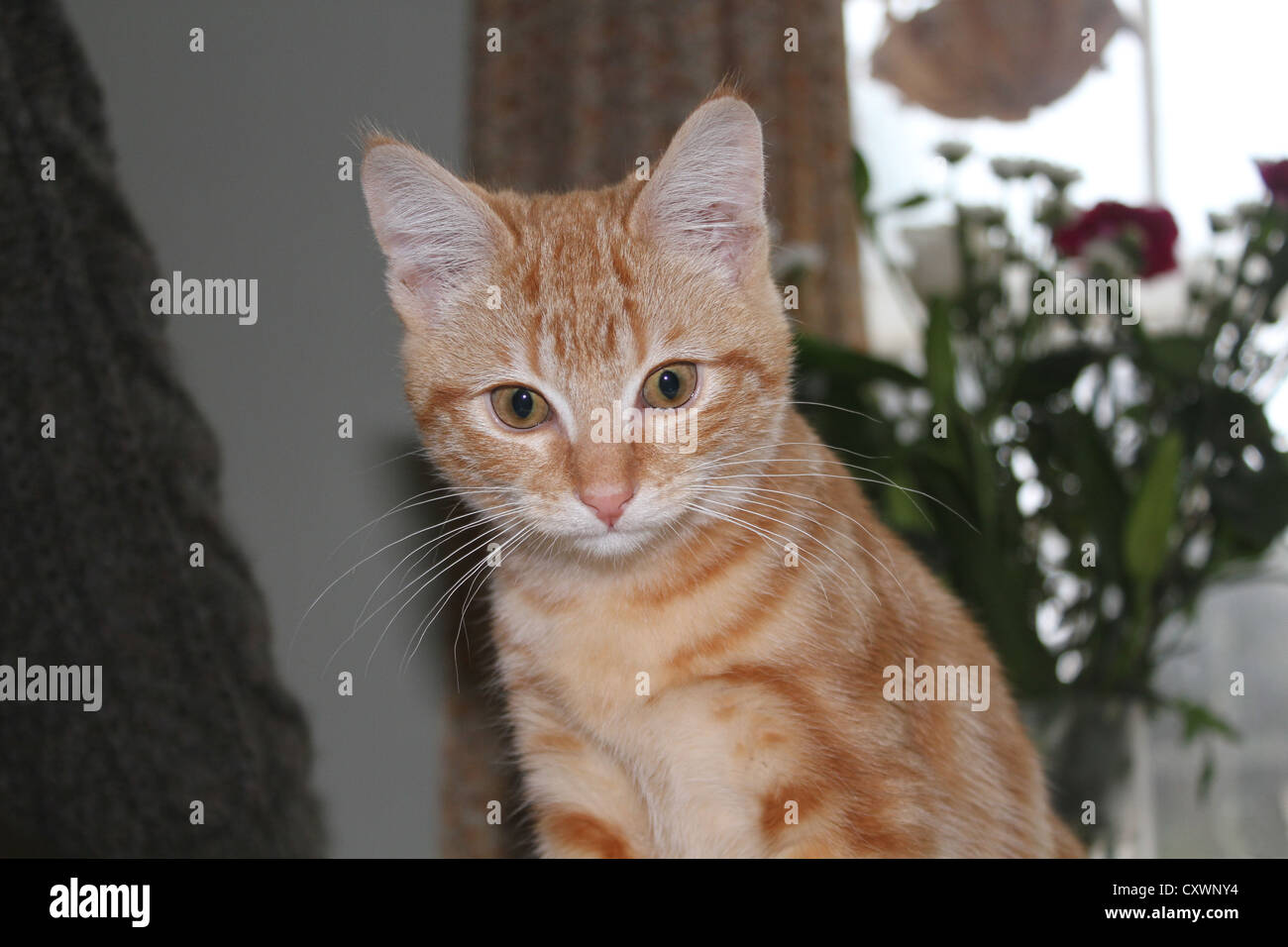 Kitten with stripes hi-res stock photography and images - Alamy