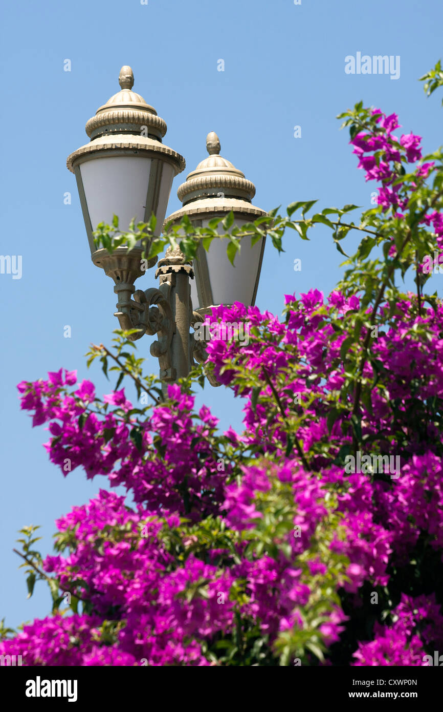 Street lamp behind pink flowers Stock Photo - Alamy