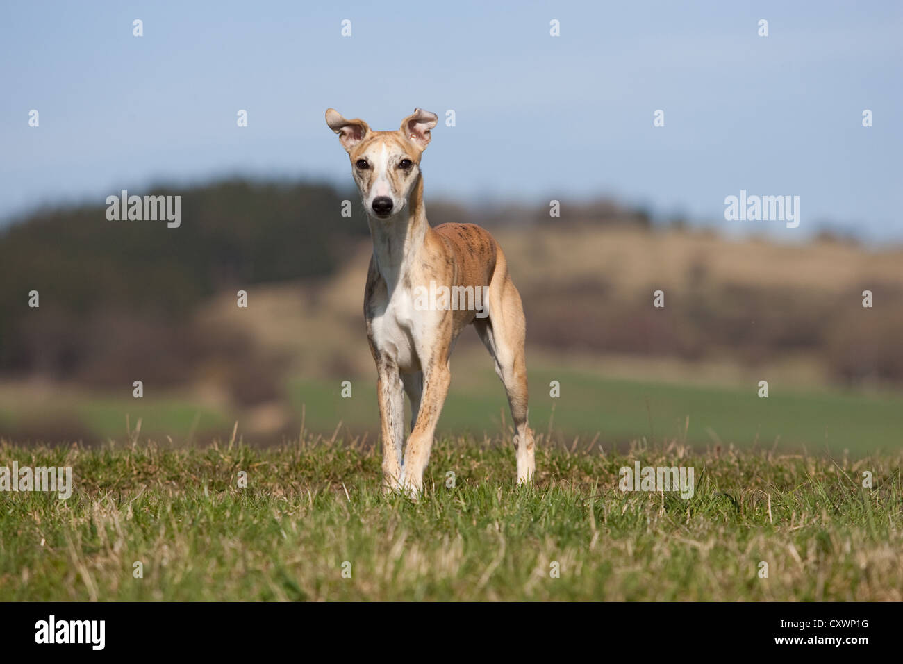 Whippet dog standing grass hi-res stock photography and images - Alamy