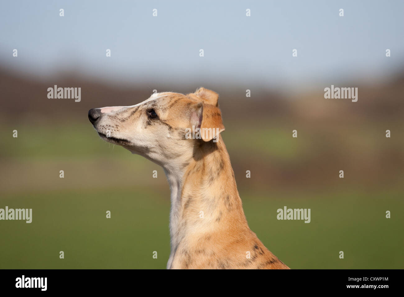 Whippet profile hi-res stock photography and images - Alamy