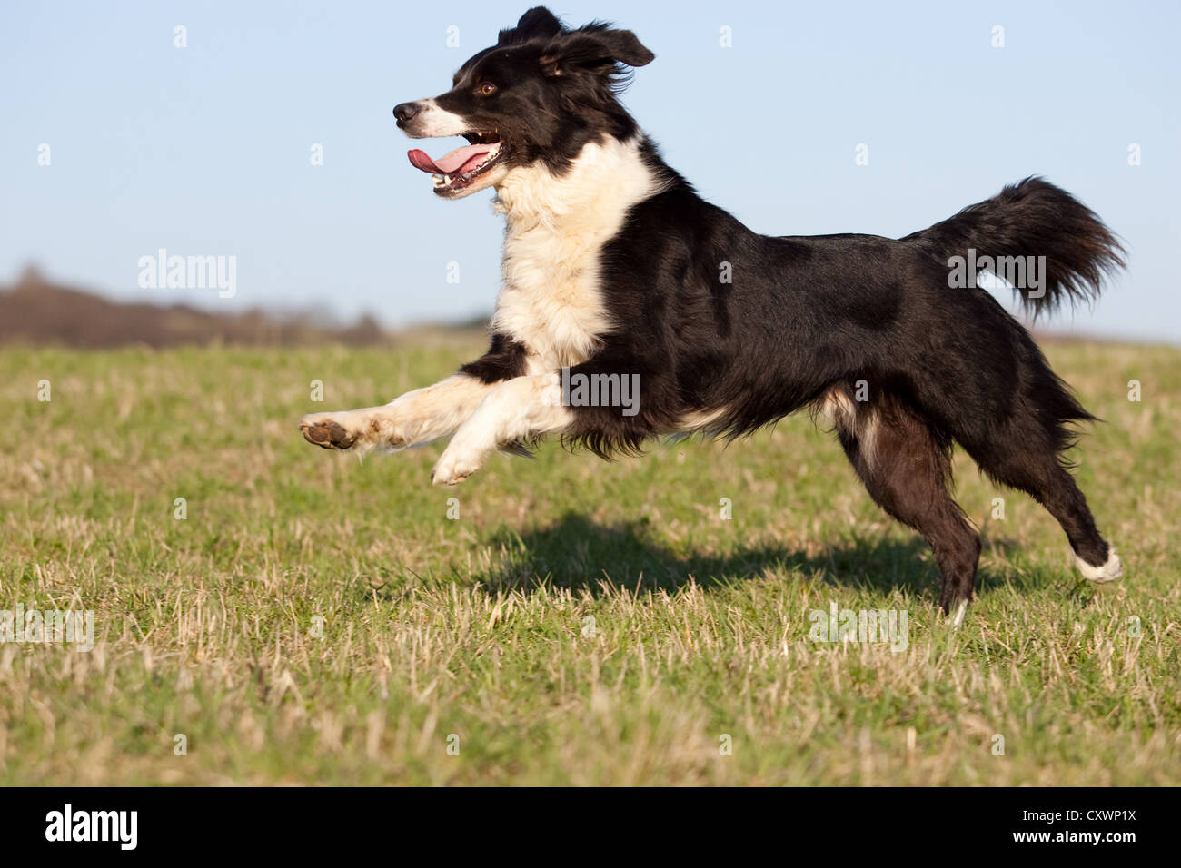 running Border Collie Stock Photo - Alamy