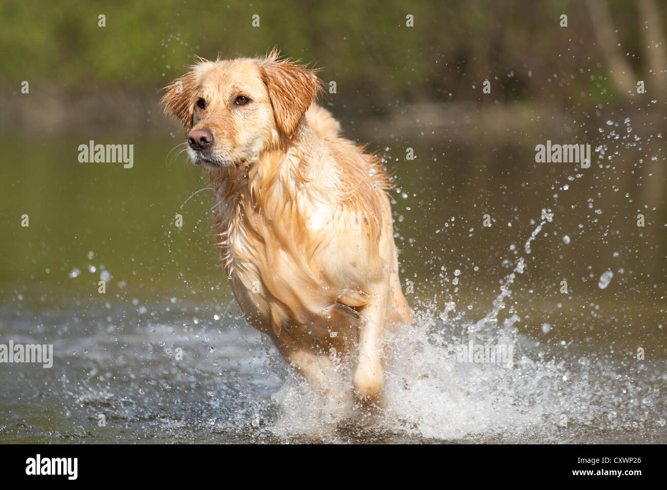 running Golden Retriever Stock Photo - Alamy