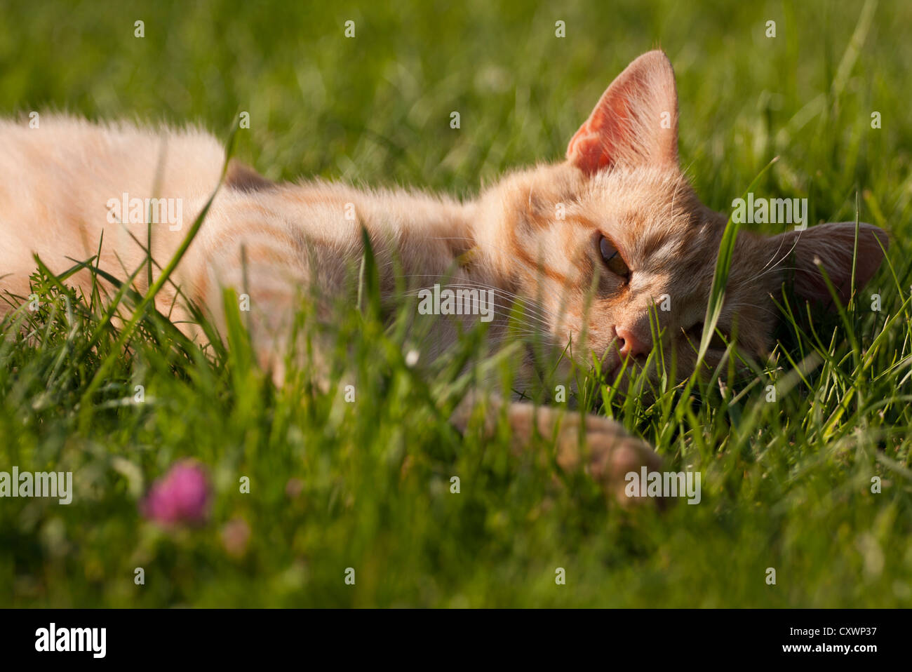 Cute orange cat lying in the grass Stock Photo - Alamy