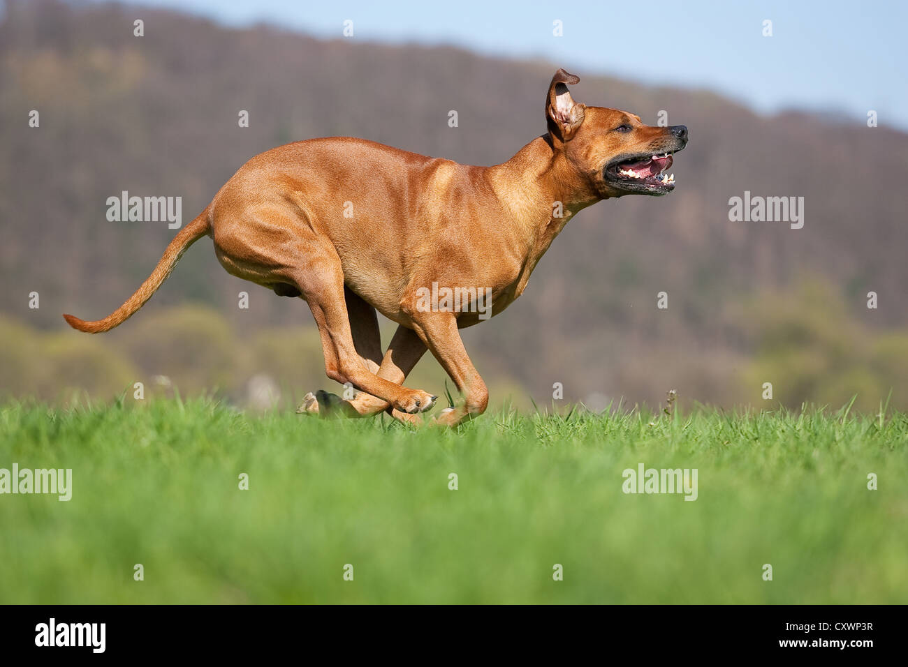 running Rhodesian Ridgeback Stock Photo - Alamy