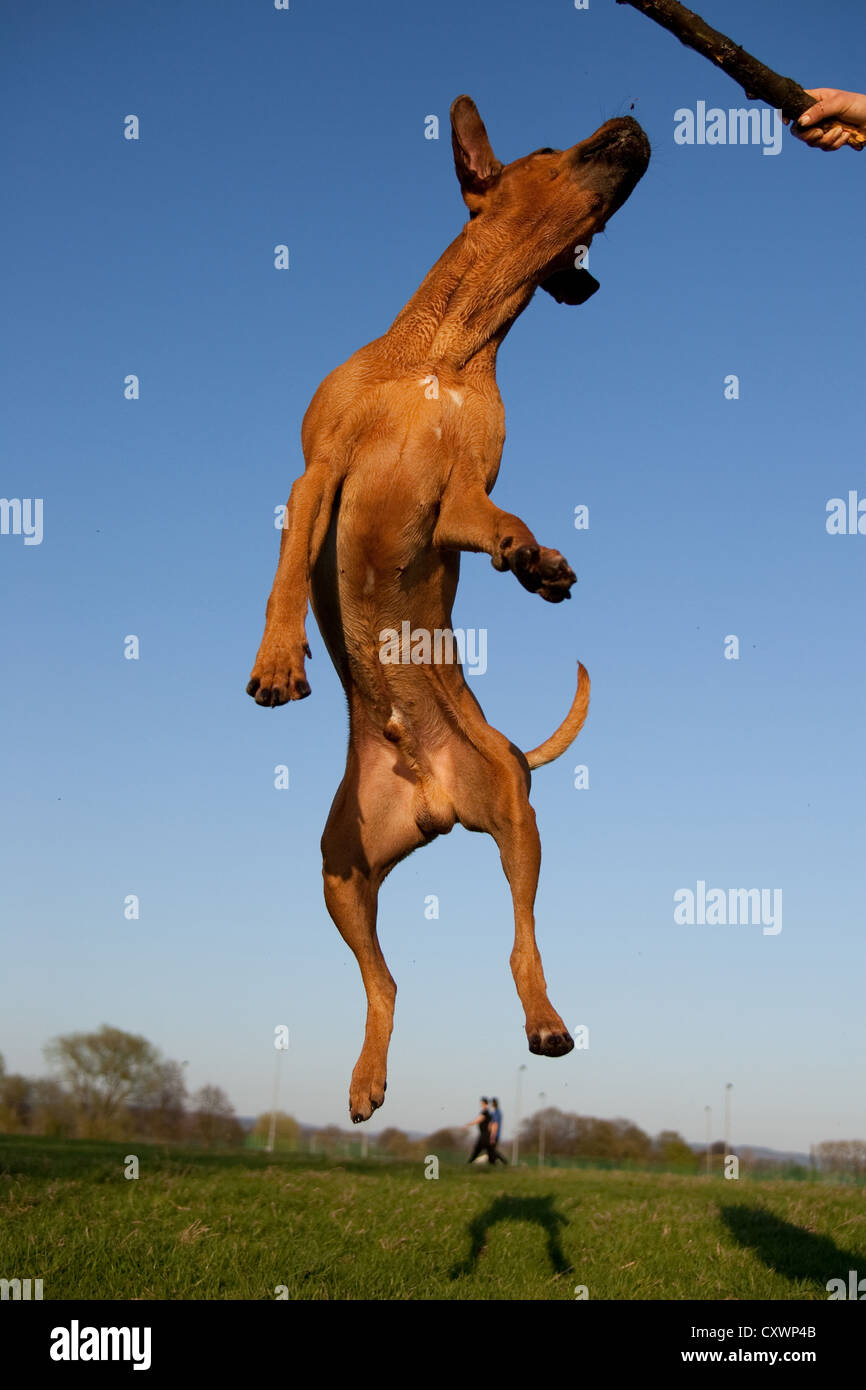 Rhodesian war hi-res stock photography and images - Alamy