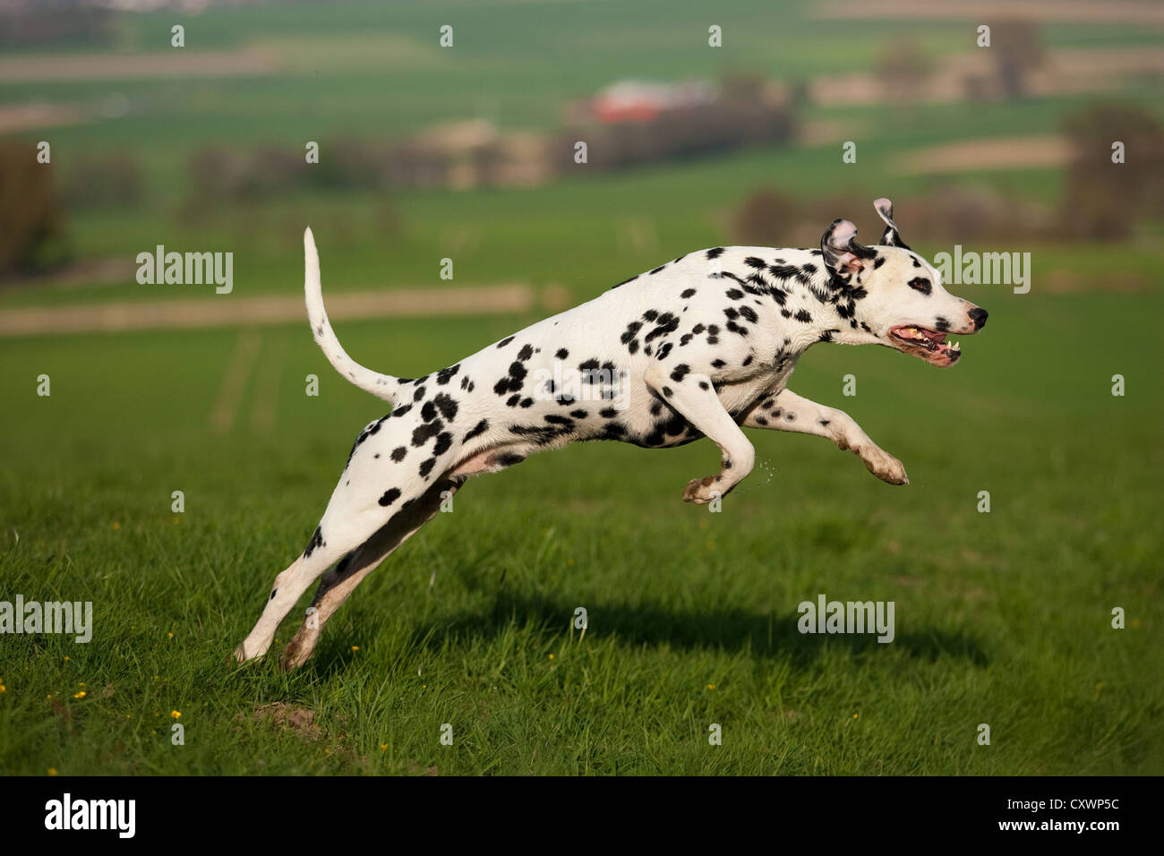 Dalmatian leaping hi-res stock photography and images - Alamy