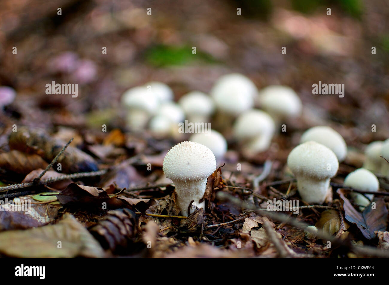 Group of Common Puffballs (Lycoperdon perlatum) or warted puffballs ...