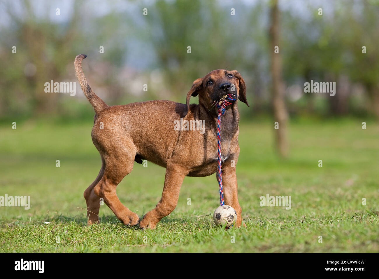 Rhodesian Ridgeback Puppy Stock Photo - Alamy