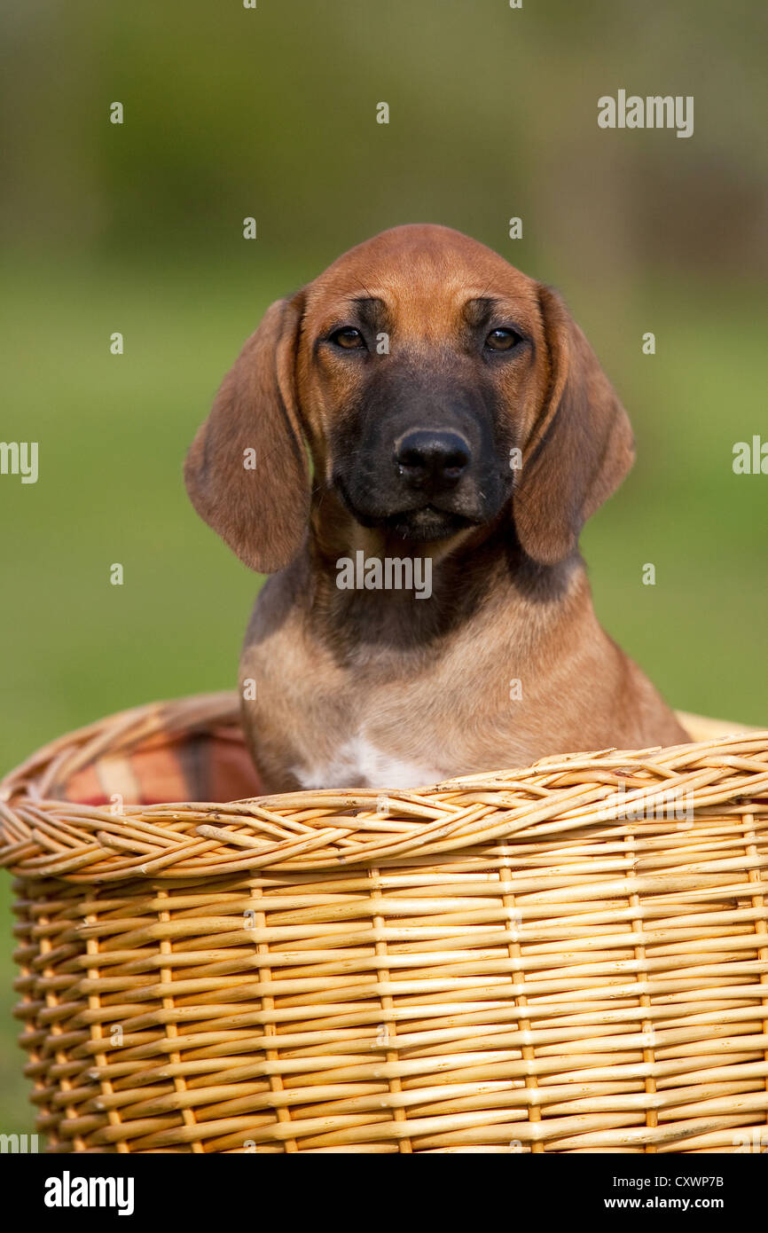Rhodesian Ridgeback Puppy Stock Photo - Alamy