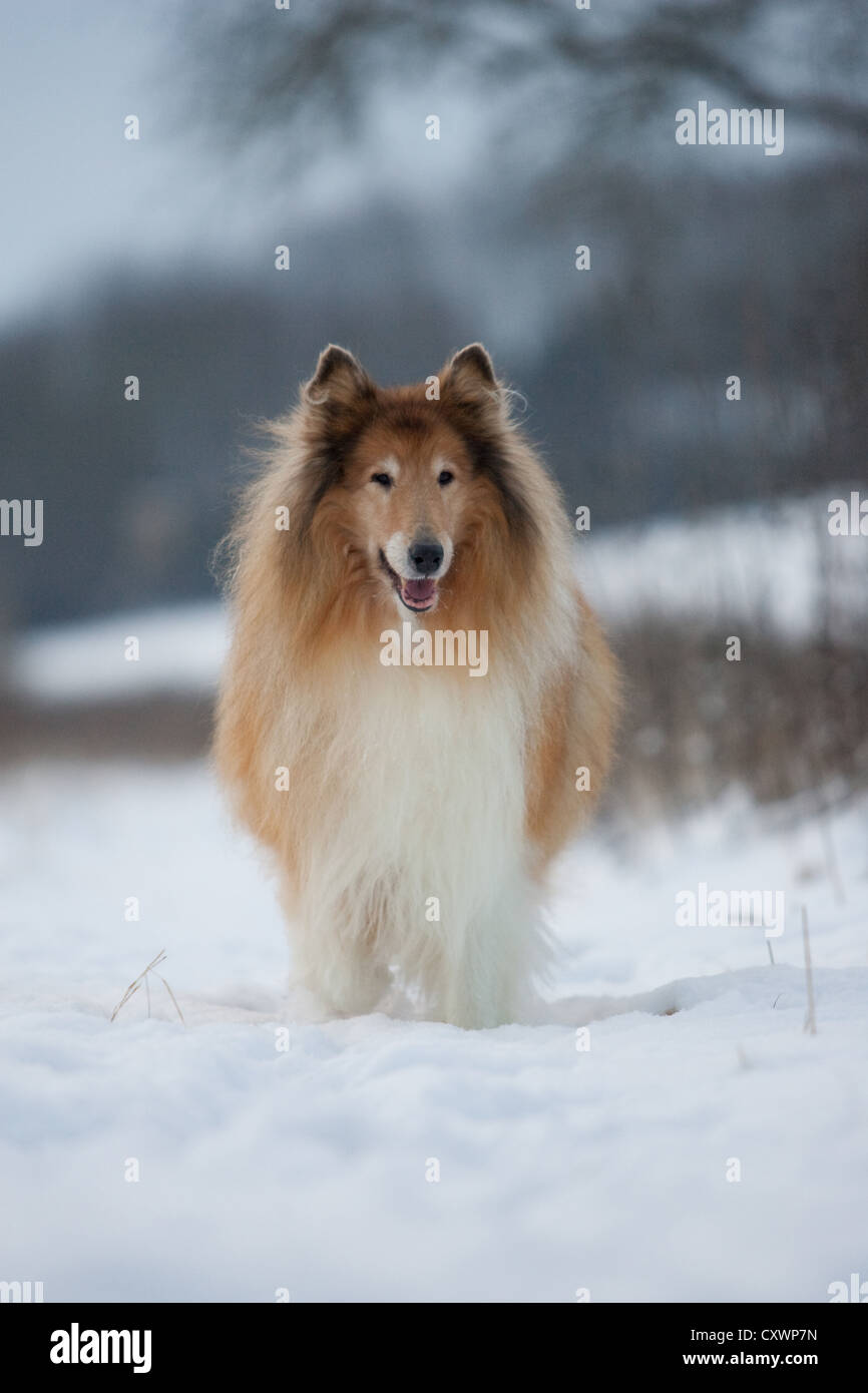longhaired Collie in snow Stock Photo - Alamy