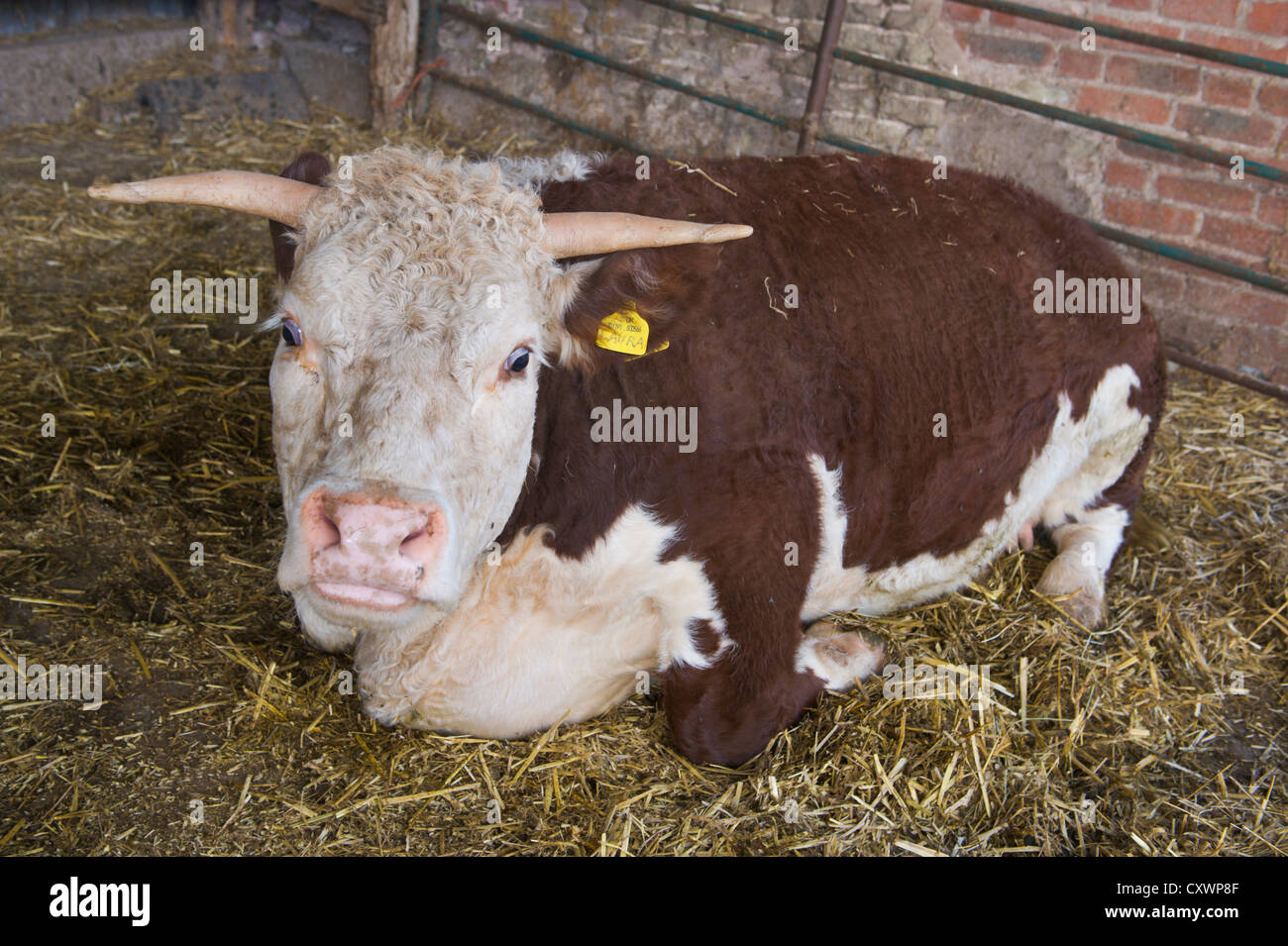 Beef cattle barn hi-res stock photography and images - Alamy
