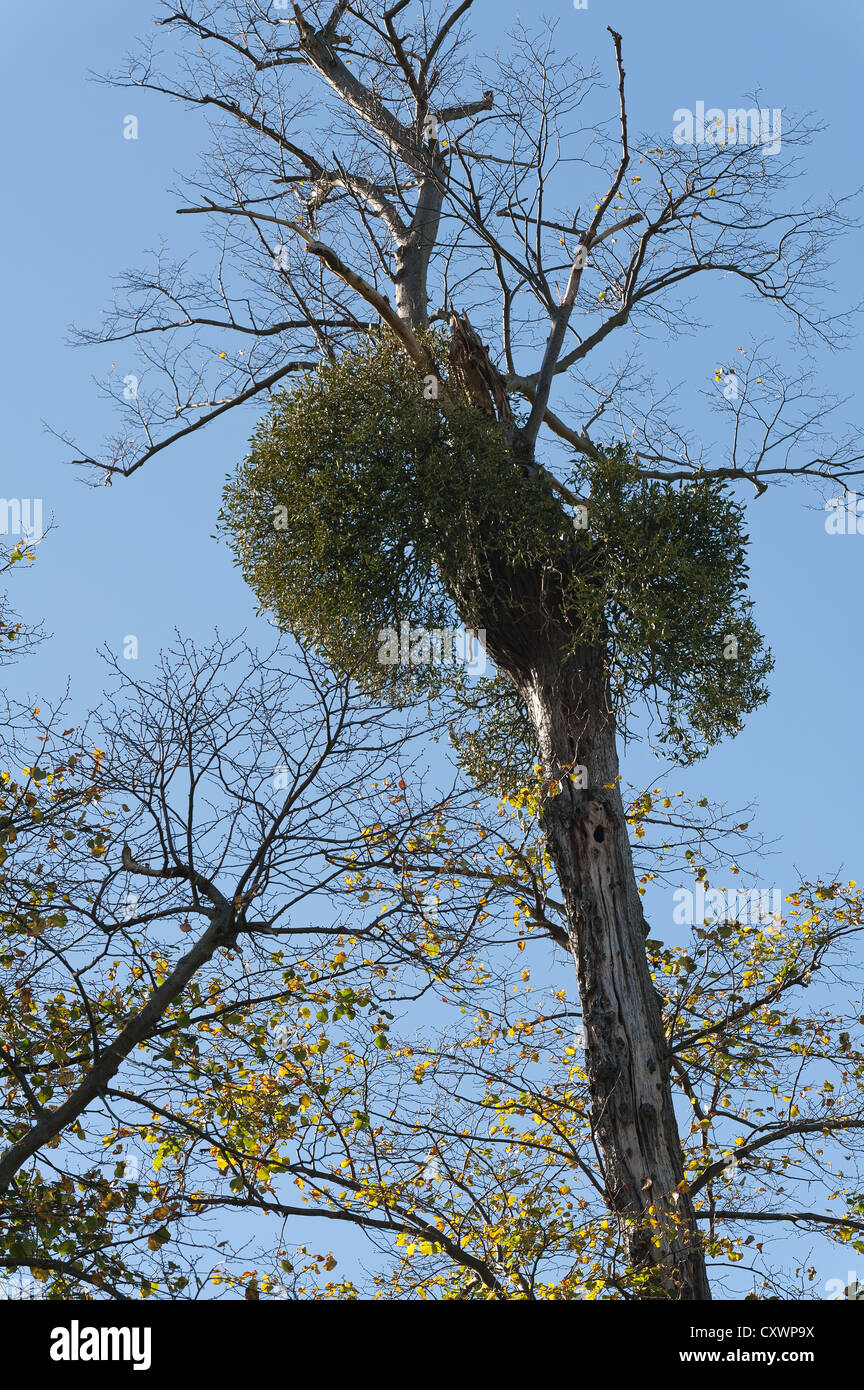 Common mistletoes hi-res stock photography and images - Alamy