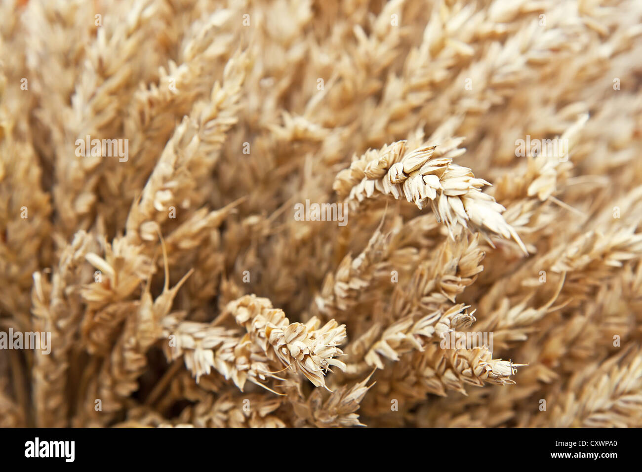 Bunch of wheat, as background Stock Photo - Alamy