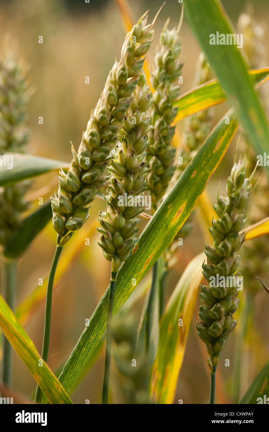 Ear wheat hi-res stock photography and images - Alamy