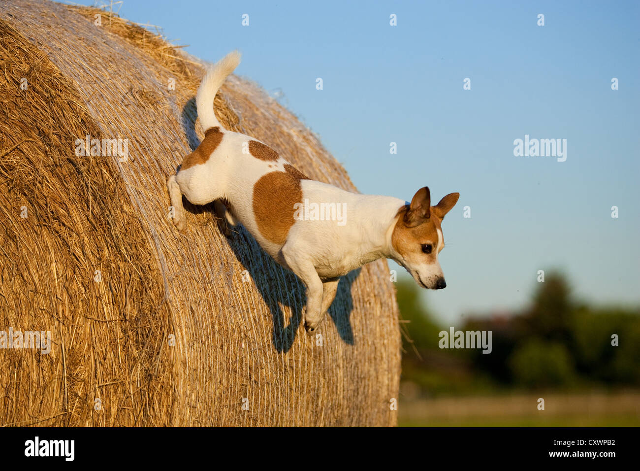 Jumping bail hi-res stock photography and images - Alamy
