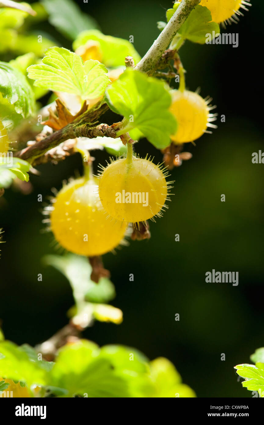 Close up of gooseberries on bush Stock Photo - Alamy