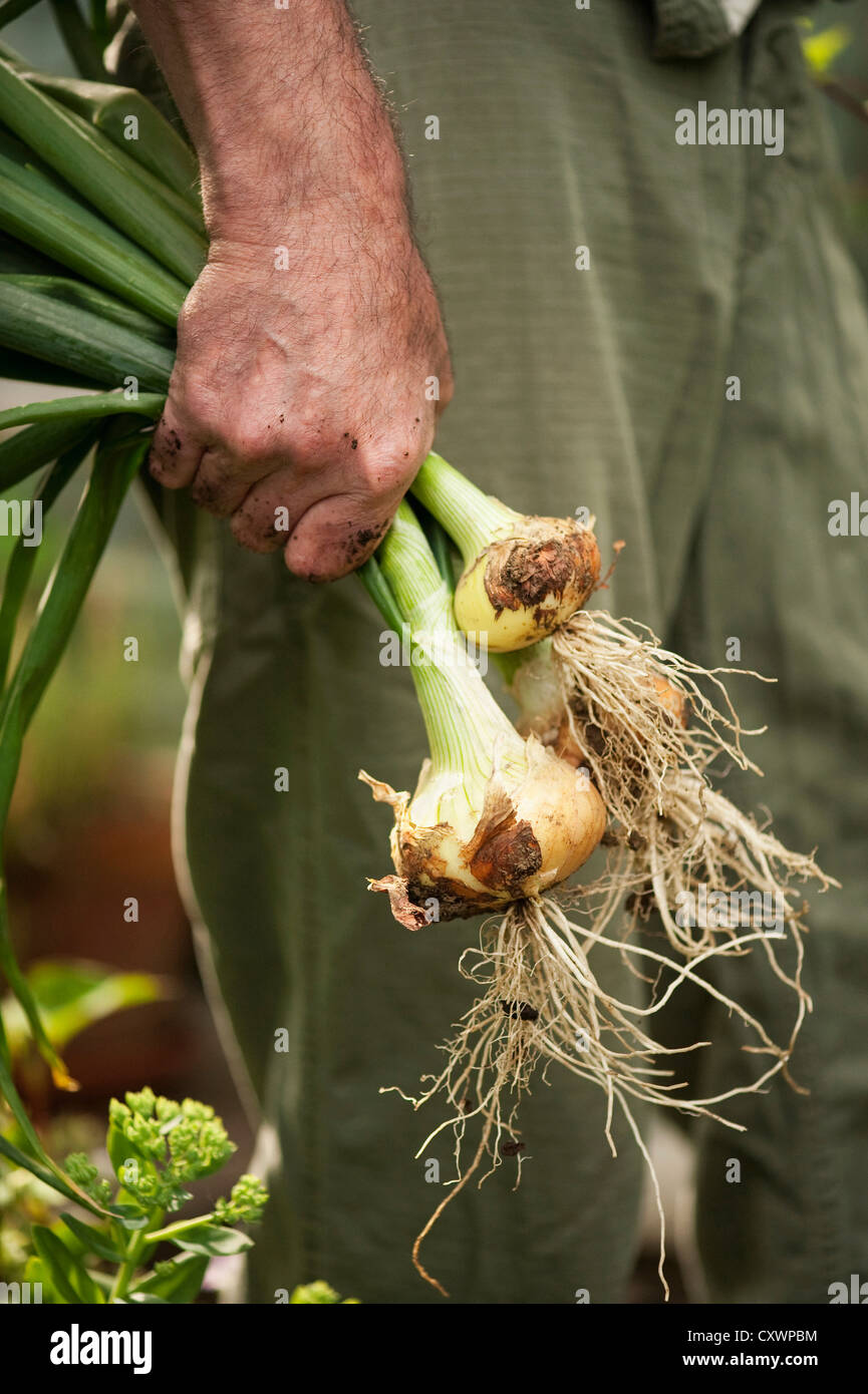 Man Eating Onion High Resolution Stock Photography and Images - Alamy