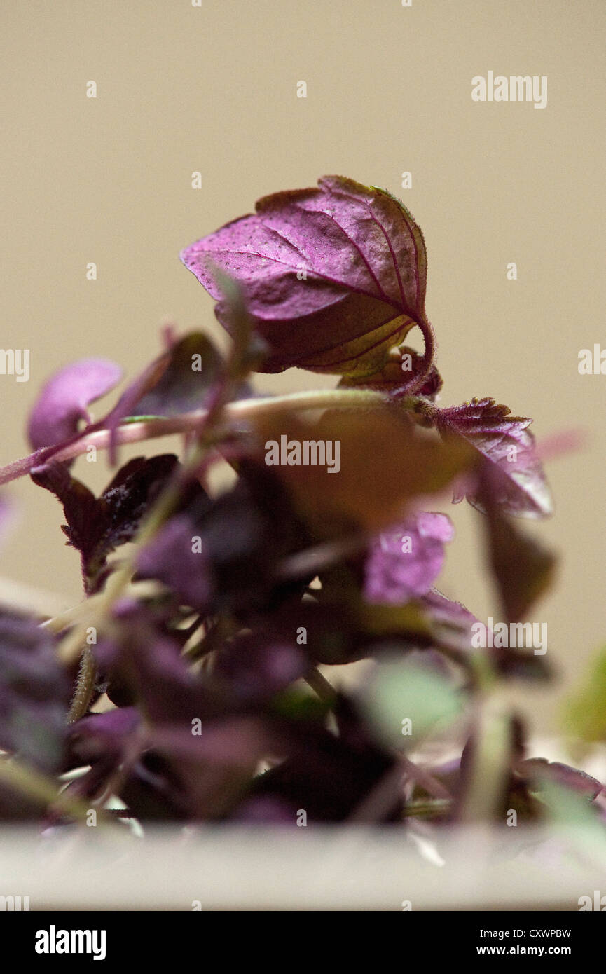 Purple Basil Stock Photos & Purple Basil Stock Images - Alamy