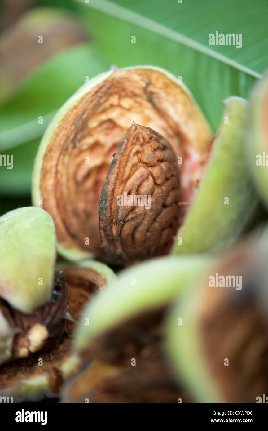 Almond image hi-res stock photography and images - Alamy