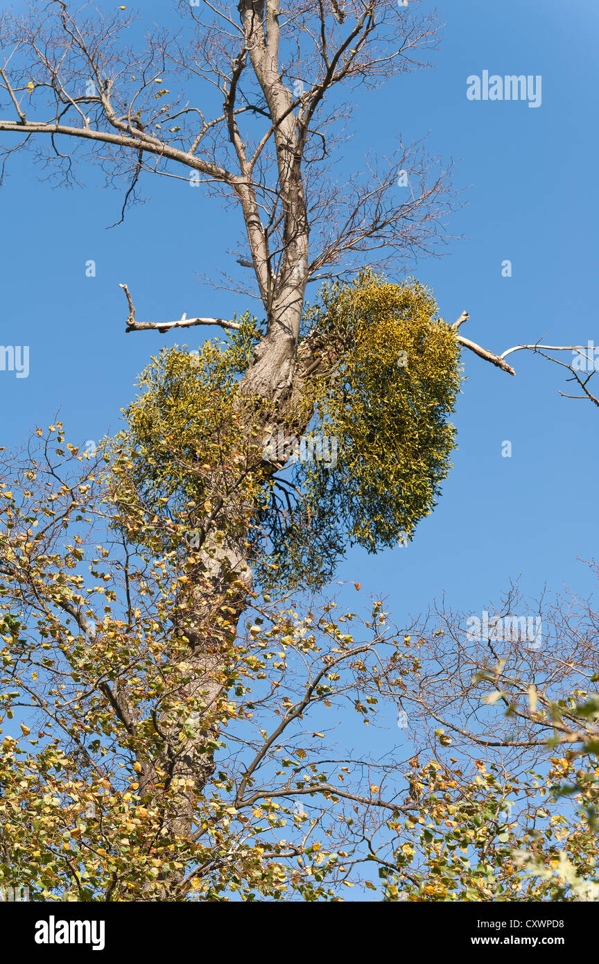 Common Mistletoe Viscum album high in oak tree against bright blue sky ...