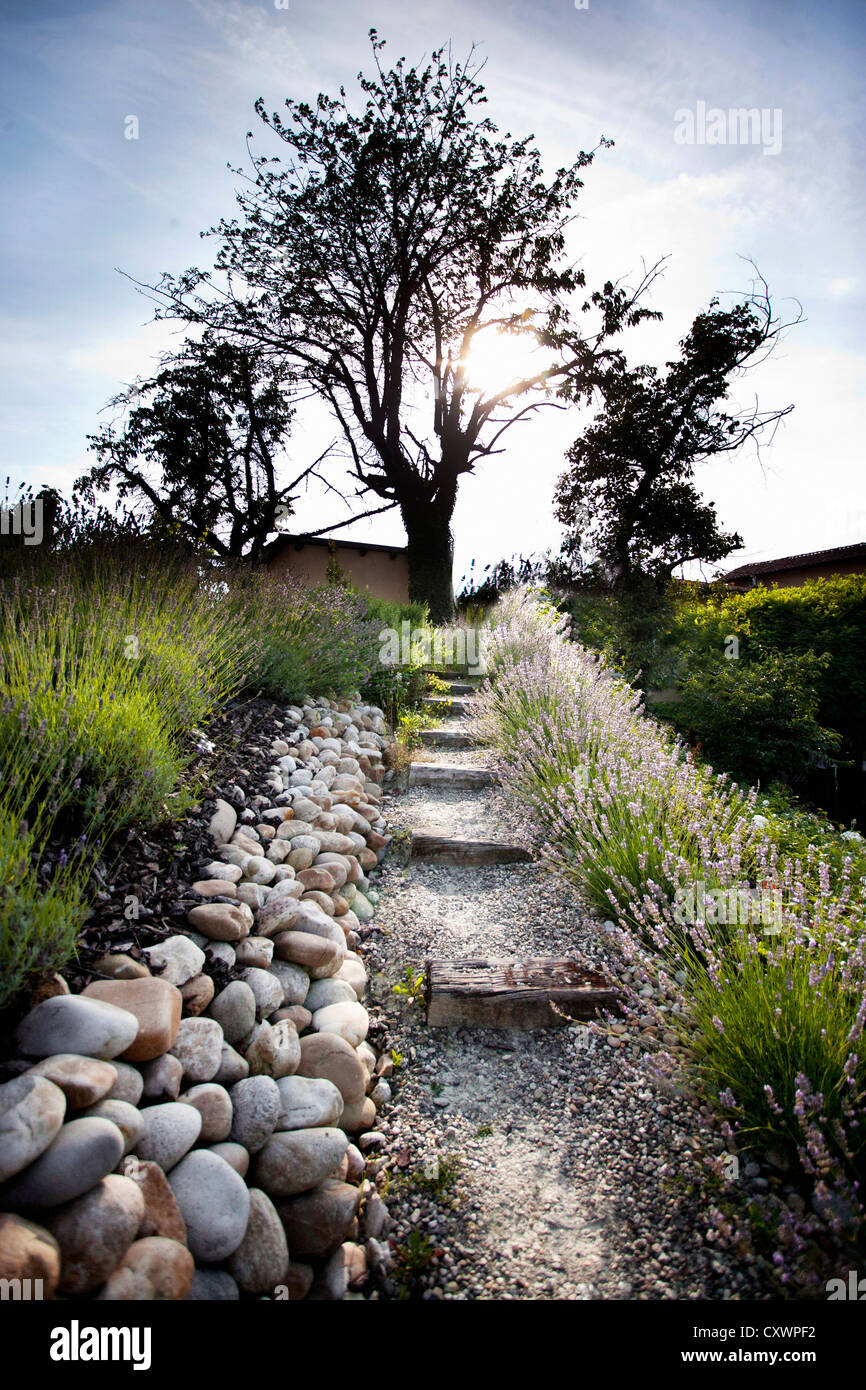 Stone path leading to tree Stock Photo - Alamy