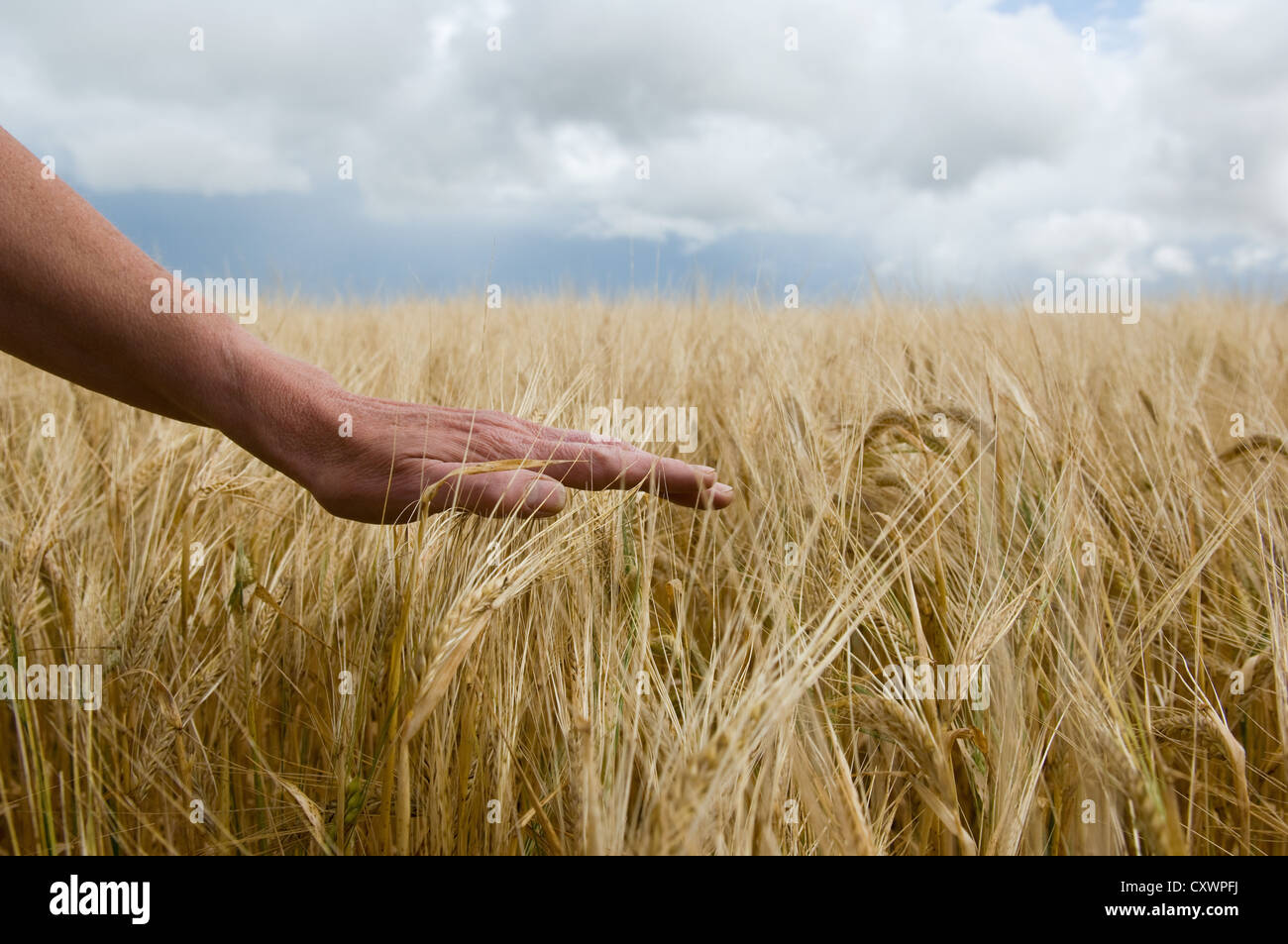 Hand touching tall grass hi-res stock photography and images - Alamy