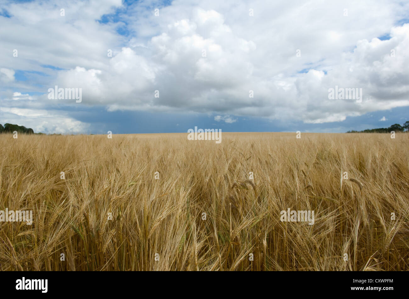 Clouds over field of tall grass Stock Photo - Alamy