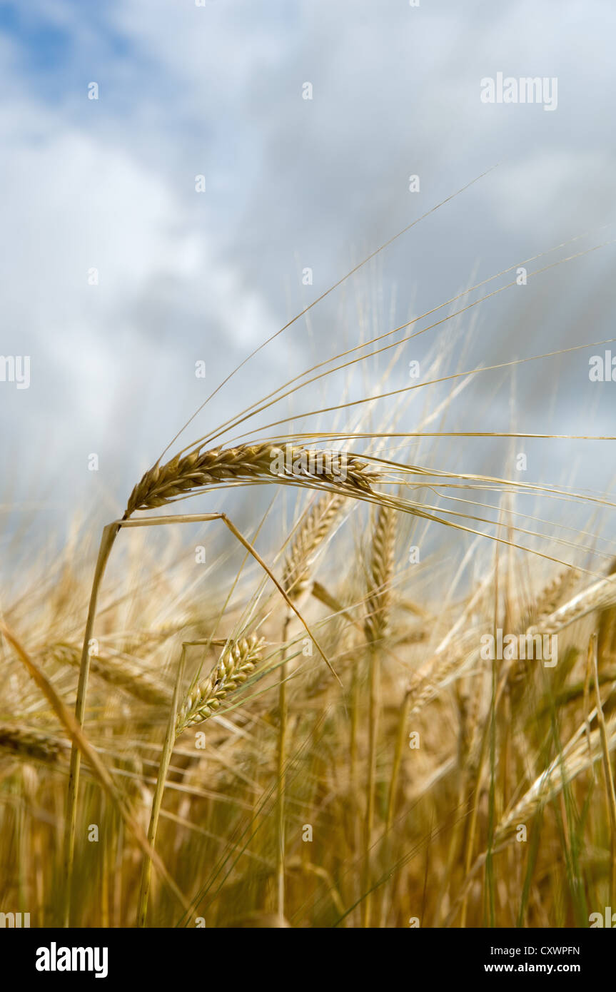 Exterior stalk hi-res stock photography and images - Alamy