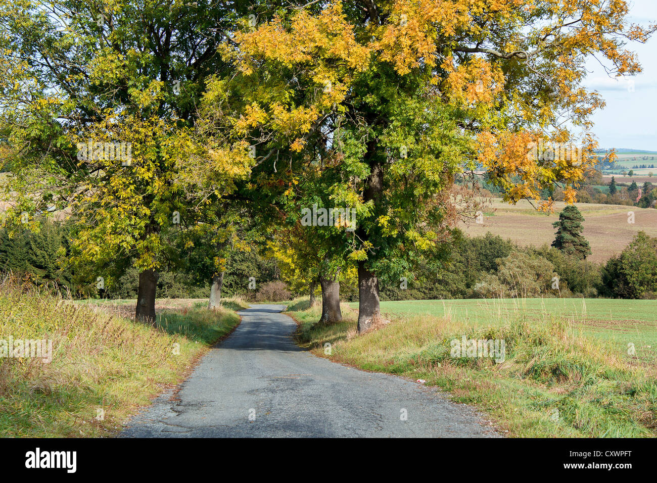 Road in the autumn with yellow trees Stock Photo - Alamy