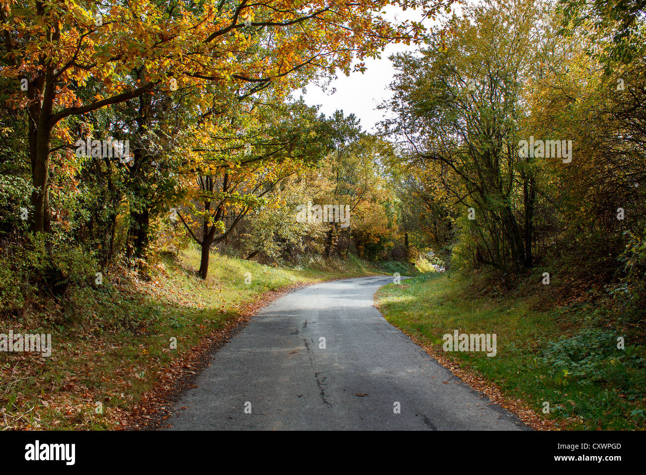Road in the autumn with yellow trees Stock Photo - Alamy