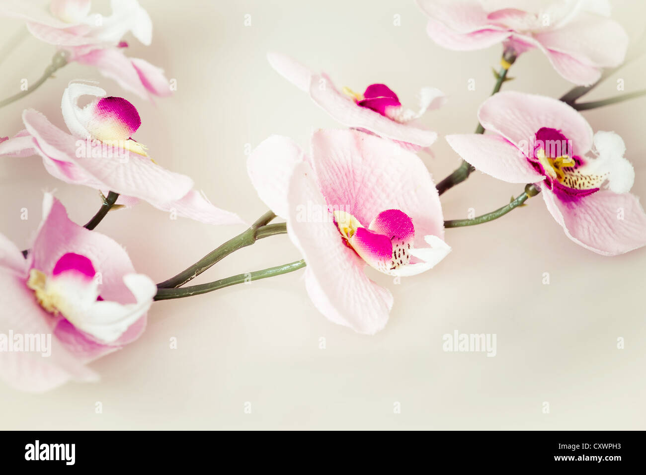 vintage background with ping and white flower Stock Photo - Alamy