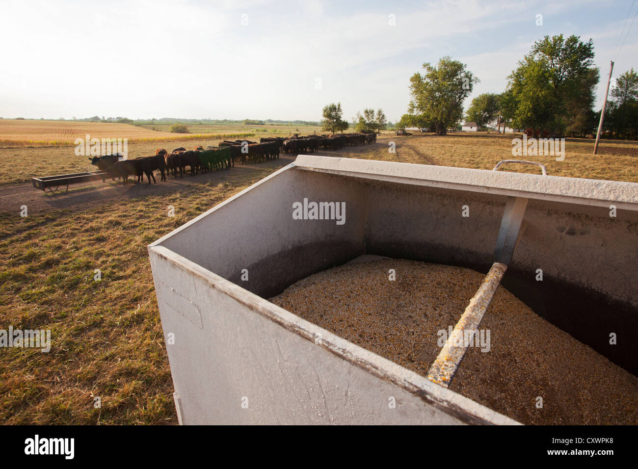 Container of grain on cattle farm Stock Photo - Alamy