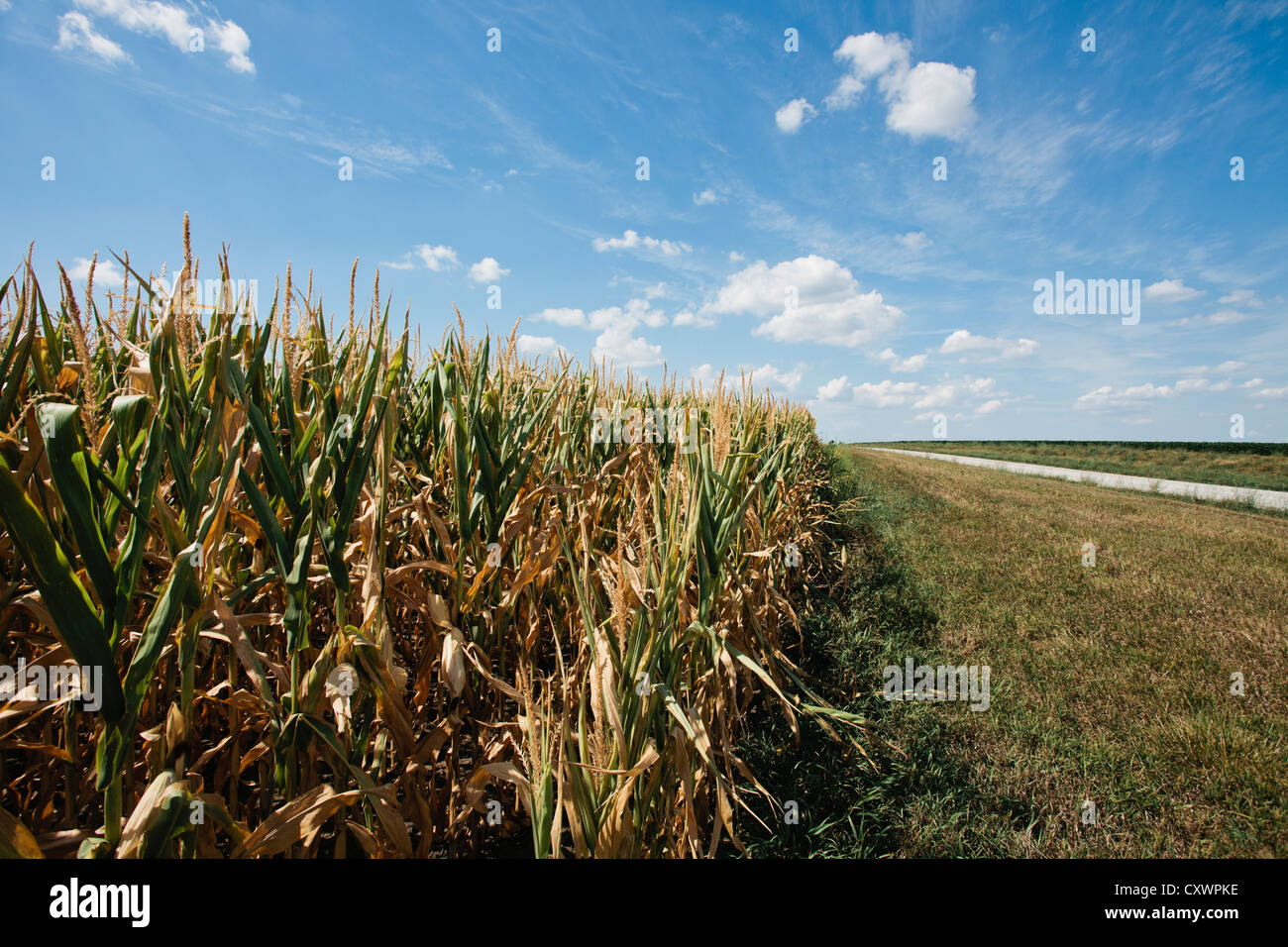 Corn field under hi-res stock photography and images - Alamy