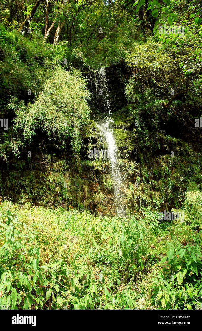Water stream movement on the forest background, Nepal Himalayan forest ...