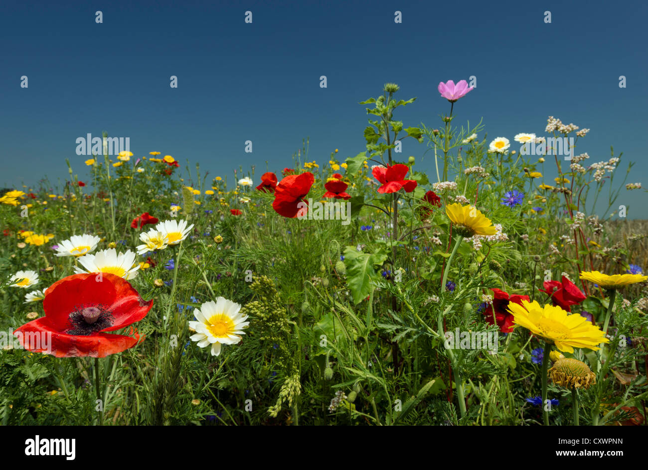Europe field rural hi-res stock photography and images - Alamy